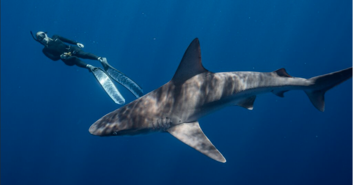 No Cage Shark Snorkel Tour – Swim with Sharks in Oʻahu - Adventure ...