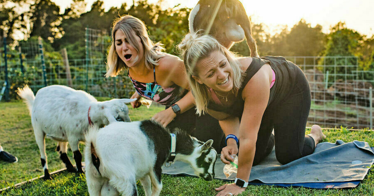 Maui Yoga with Miniature Goats - Adventure Tours Hawaii